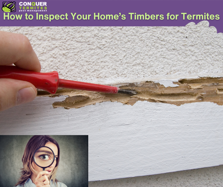 How to Inspect Your Home’s Timbers for Termites Yourself: A Guide for ...
