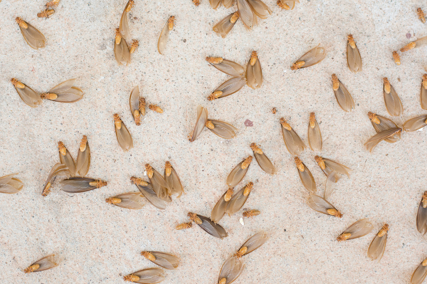 I found termites in my garden | Conquer Termites : Brisbane's ...