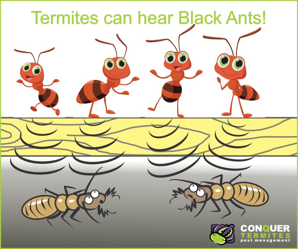 Termites can detect vibrations of ants | Conquer Termites : Brisbane's ...