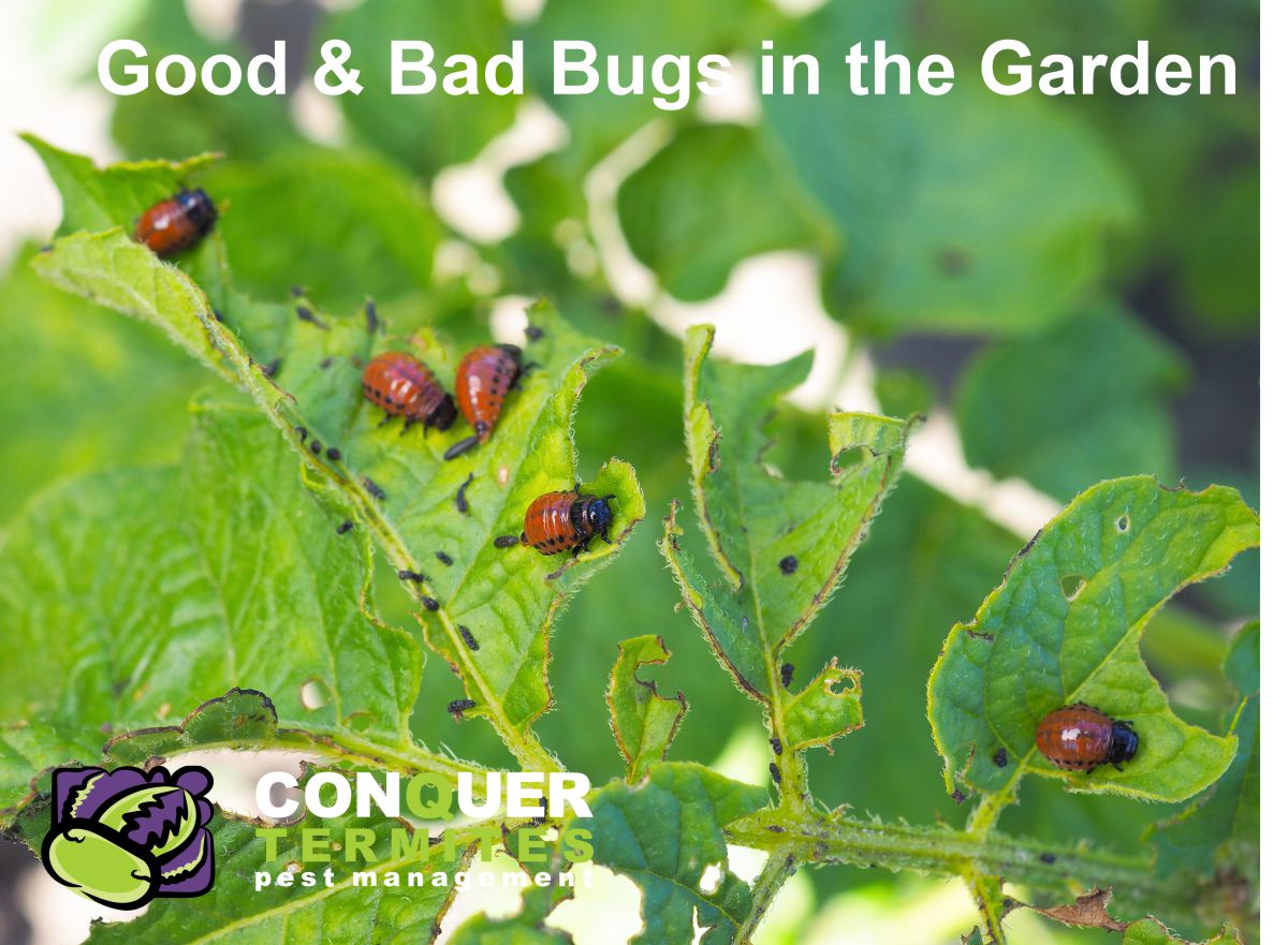 Insects in your garden are not all bad - Conquer Termites