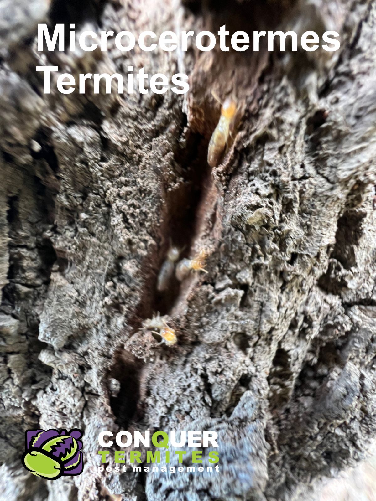 Microcerotermes Termites, are they a threat? - Conquer Termites