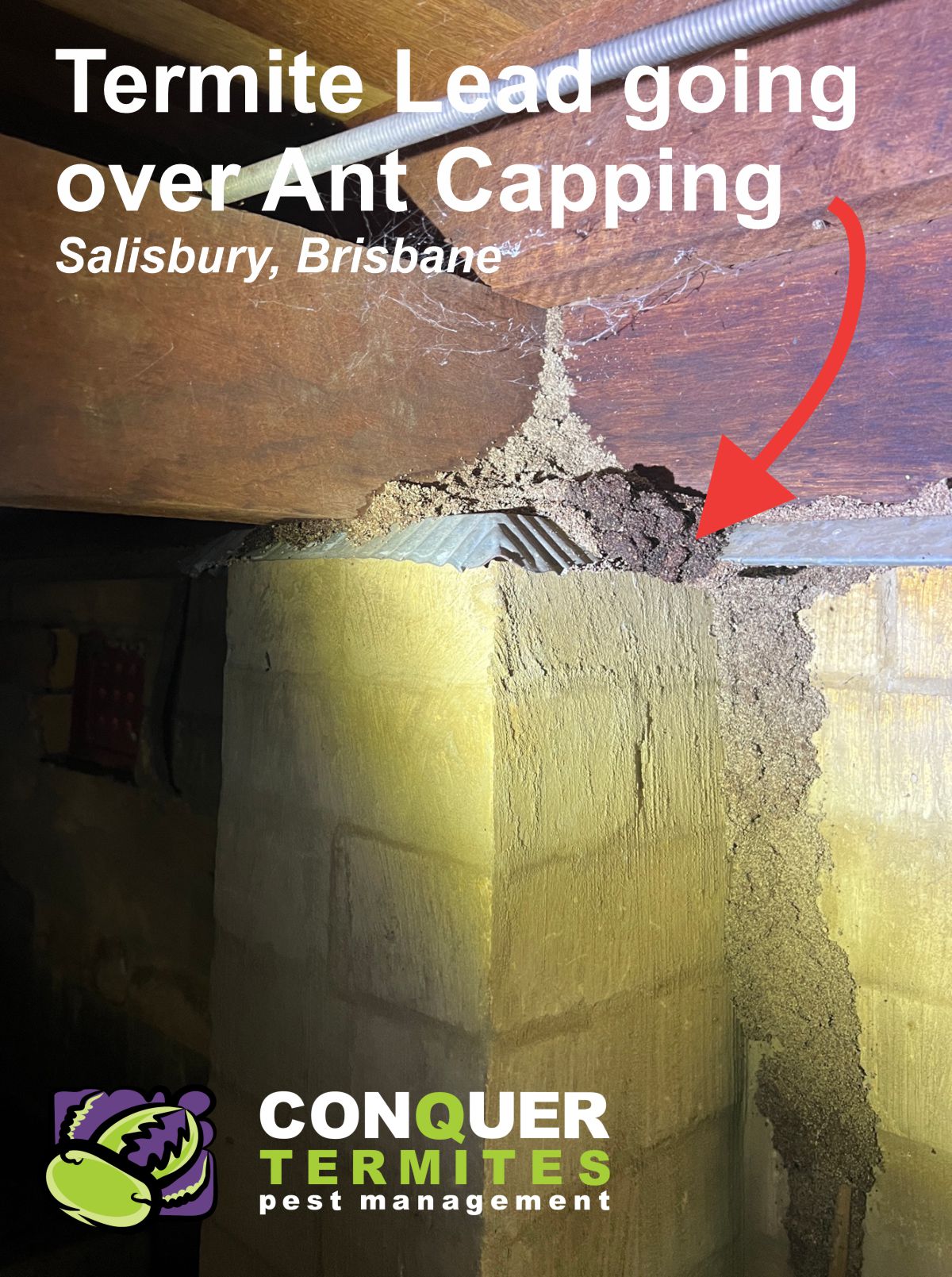 Live Termites under a house in Salisbury - Conquer Termites