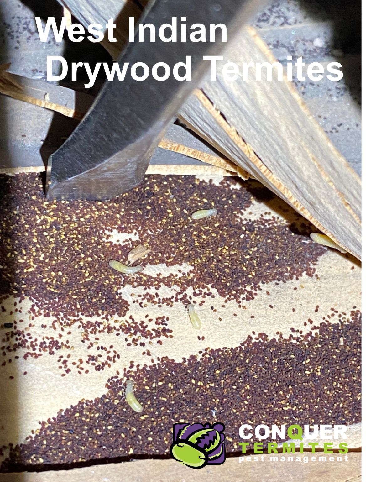 What do West Indian Drywwod Termites look like? Brisbane - Conquer Termites