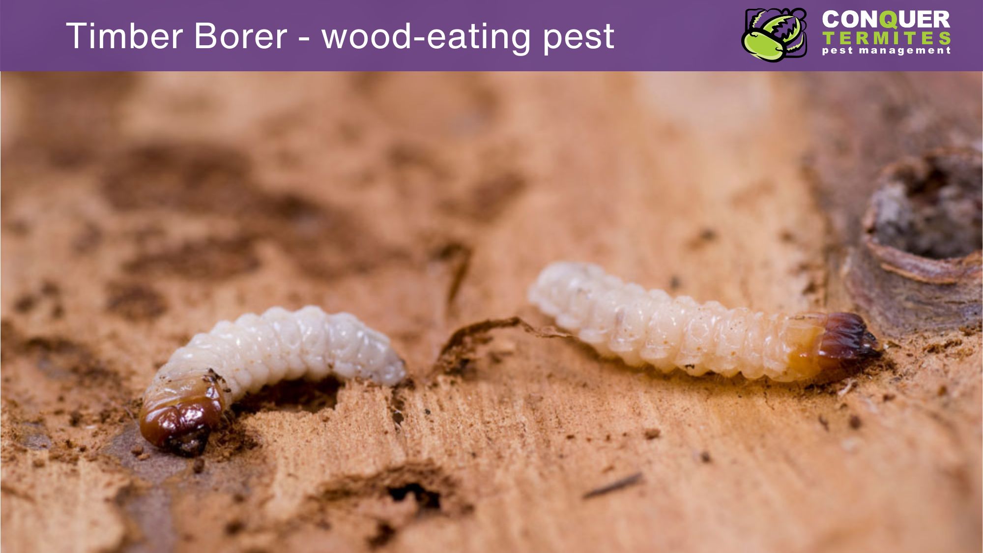Dealing with Timber-Loving Borers: Identifying, Preventing, and ...
